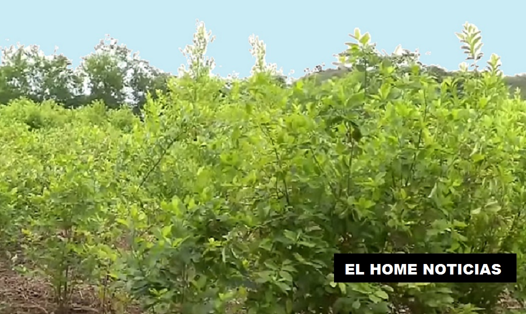 Los sembrados de matas de coca en el país dejaron de crecer - EL HOME ...